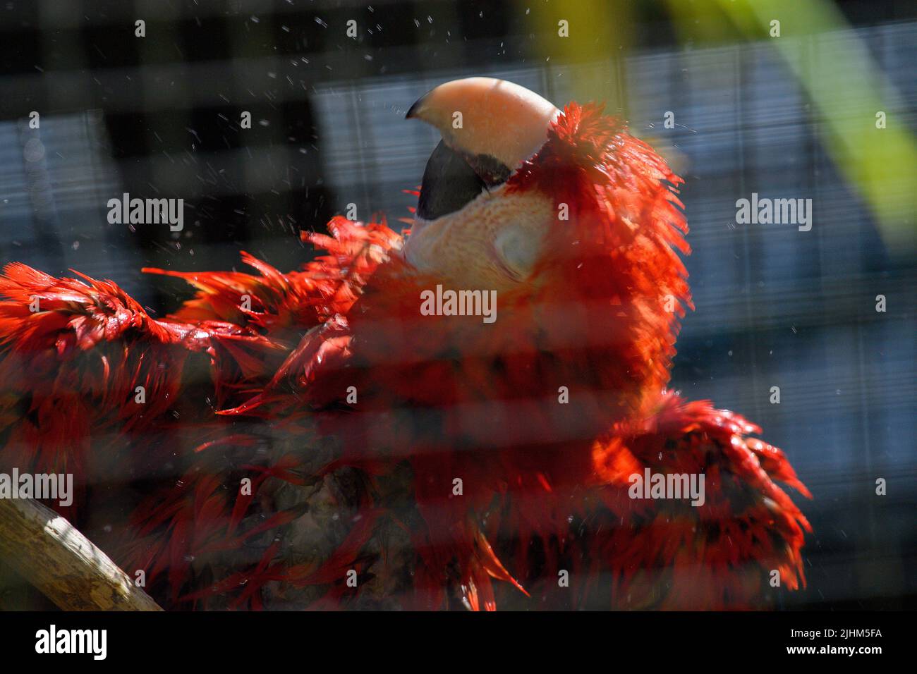 Magdeburg, Germany. 19th July, 2022. A bright red macaw sits wet ...