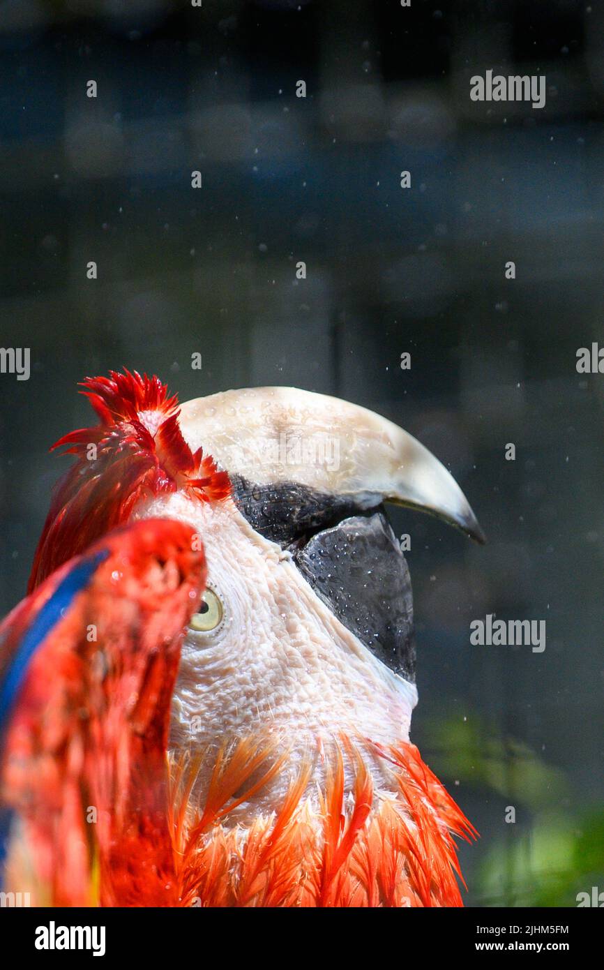 Magdeburg, Germany. 19th July, 2022. A bright red macaw sits wet ...