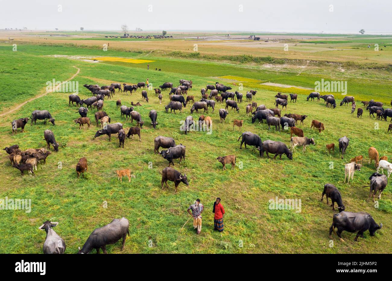 Cattle herd in Bogura, Bangladesh Stock Photo - Alamy