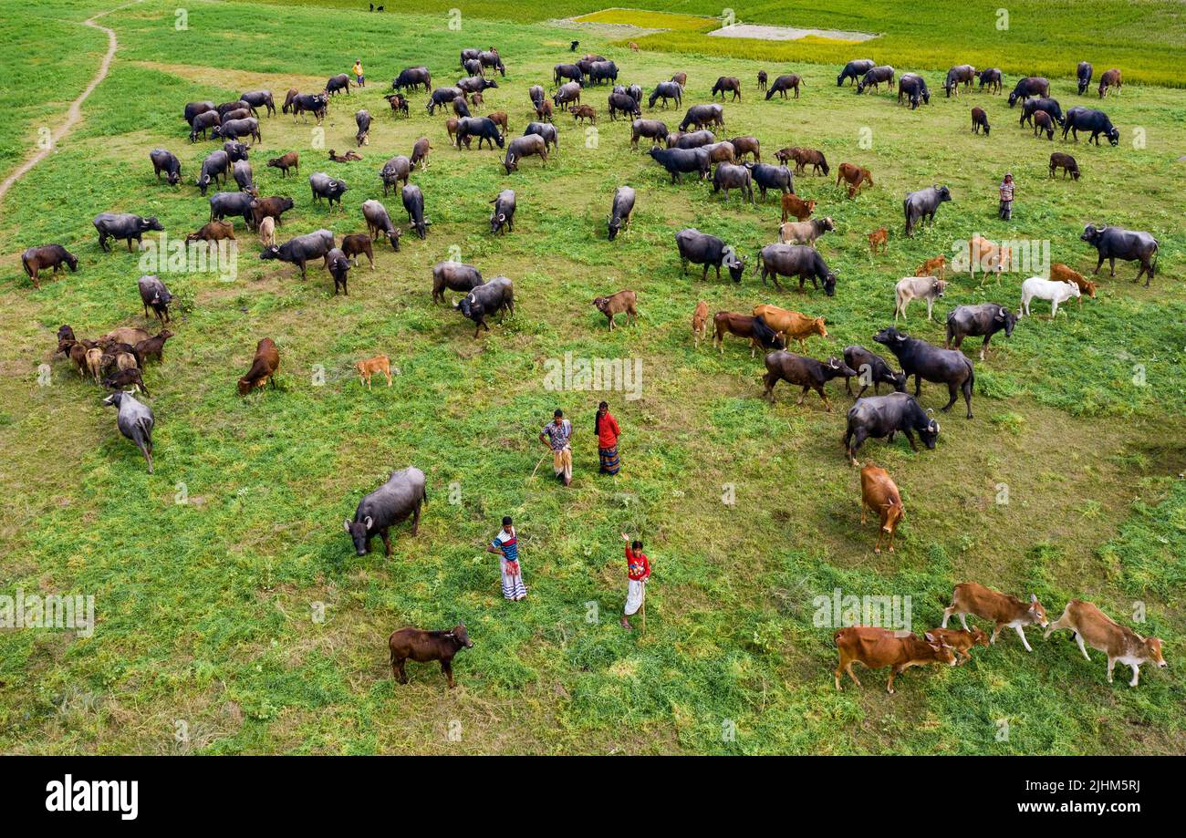 Aerial view herd cattle in hi-res stock photography and images - Alamy