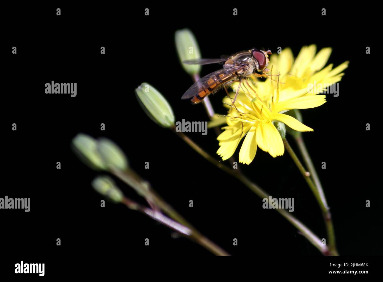 Hoverfly collecting nectar and pollen from flower Stock Photo - Alamy