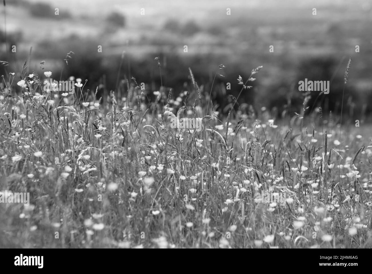 Wild Flower Meadow (Monocolor Stock Photo - Alamy