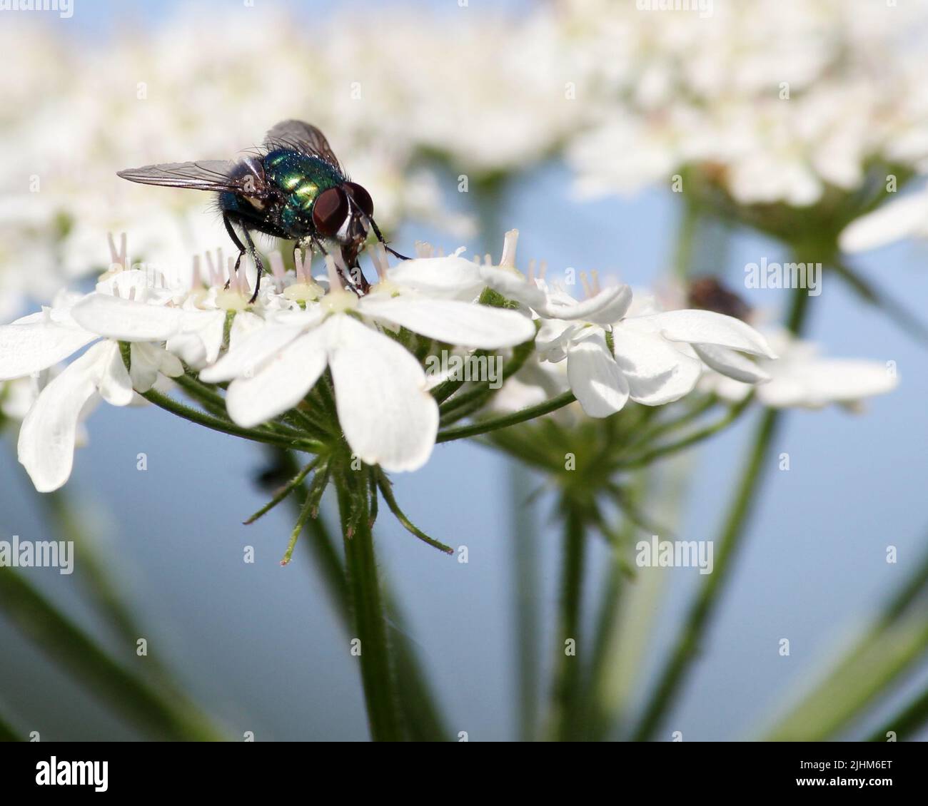 Lucilia caesar insect hi-res stock photography and images - Alamy