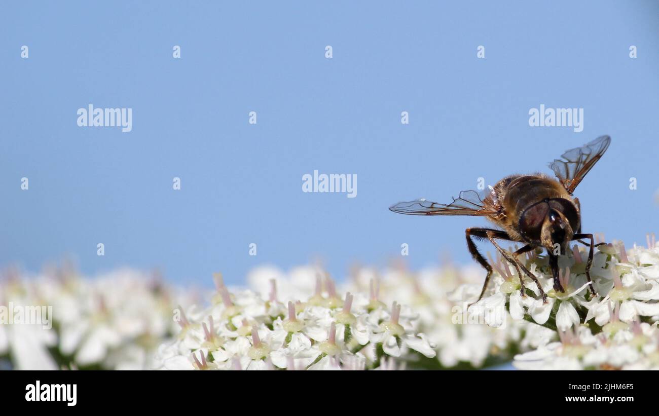 Fly on white umbel flower Stock Photo - Alamy