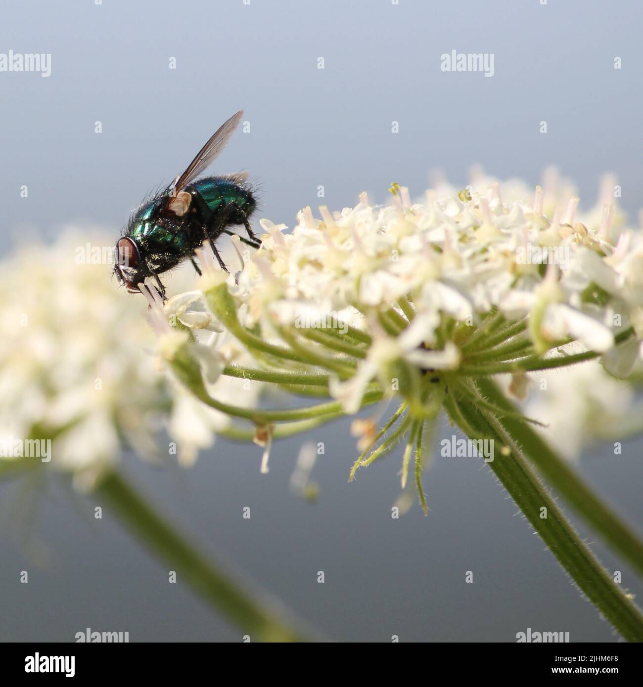 Blow Fly (Lucilia caesar) on a flower Stock Photo - Alamy