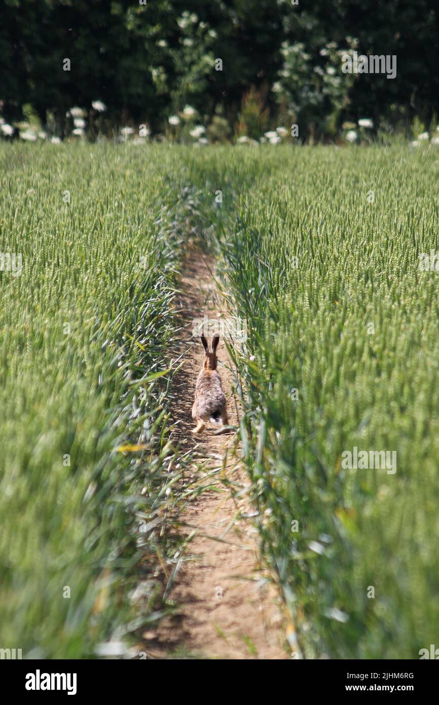 Hare in field of wheat Stock Photo - Alamy