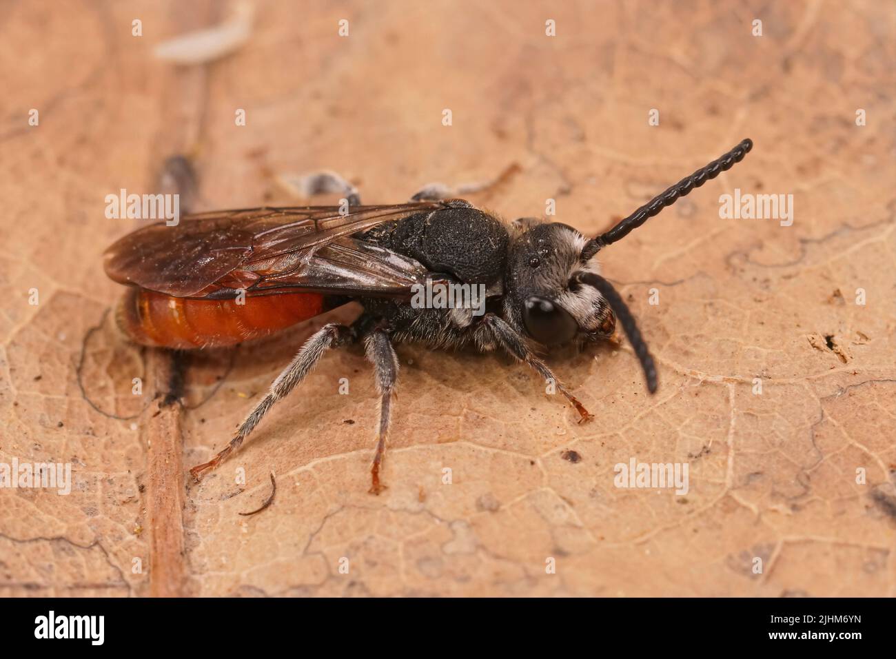 Detailed closeup on a fresh emerged colorful parasitic Giant blood bee ...