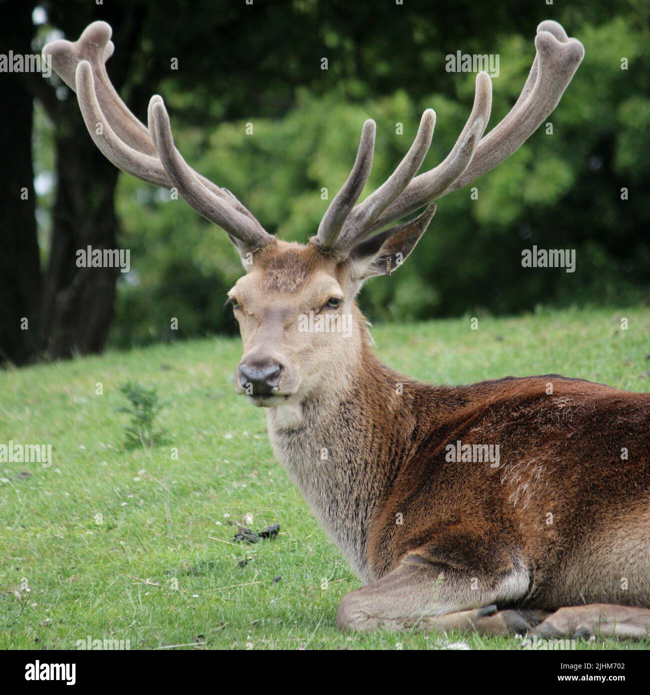 Red Deer Stage (Cervus elaphus) sitting in parkland Stock Photo - Alamy