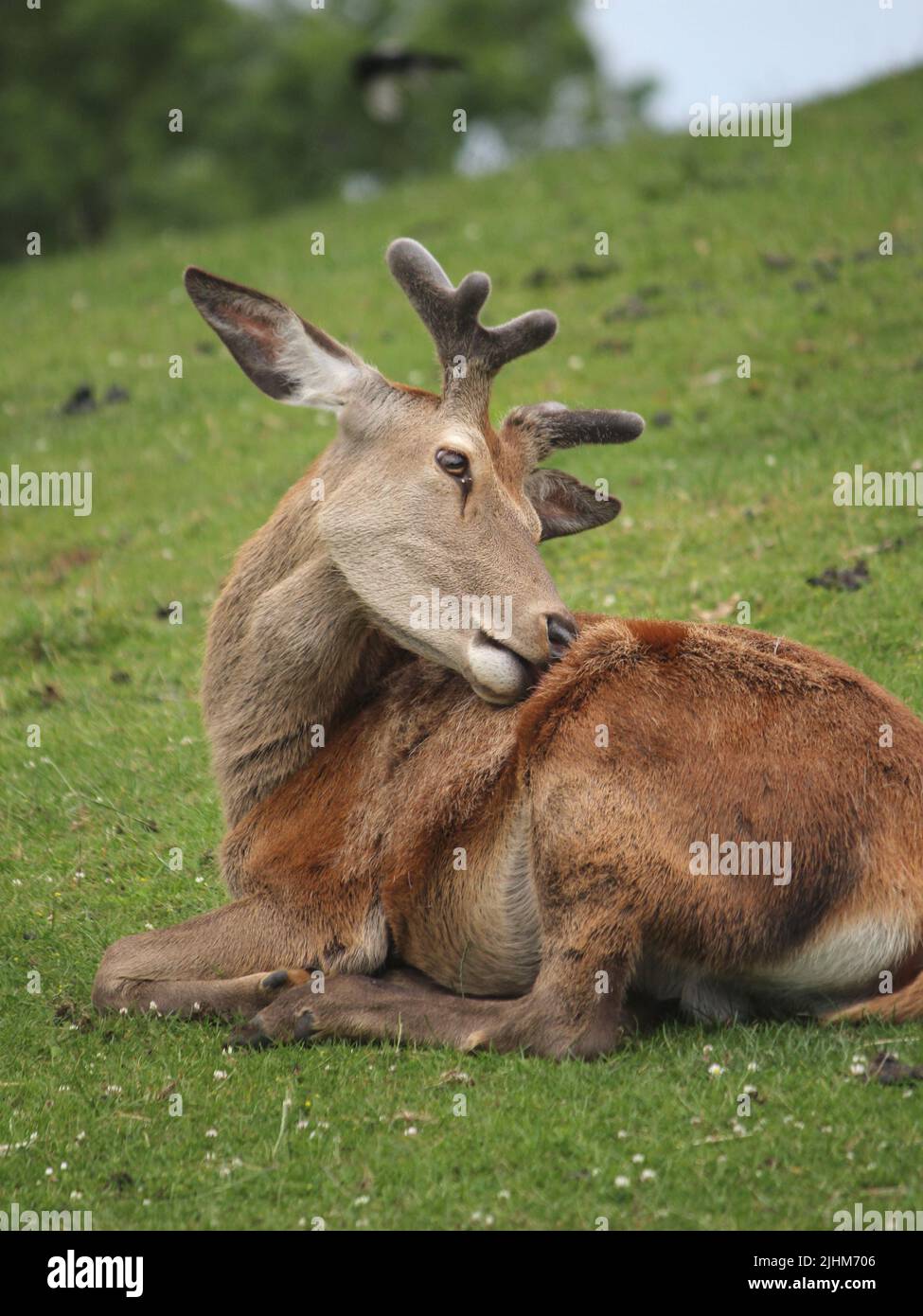 Red deer antlers and juvenile hi-res stock photography and images - Alamy