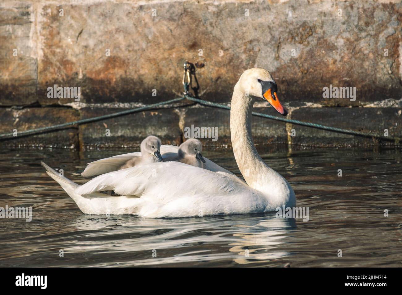 Family swans cygnets canal hi-res stock photography and images - Alamy