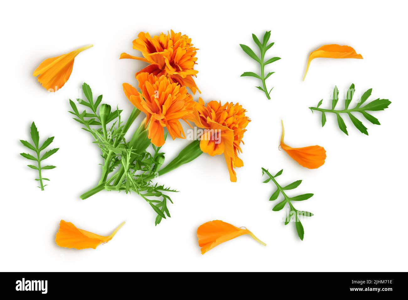 fresh marigold or tagetes erecta flower isolated on white background ...