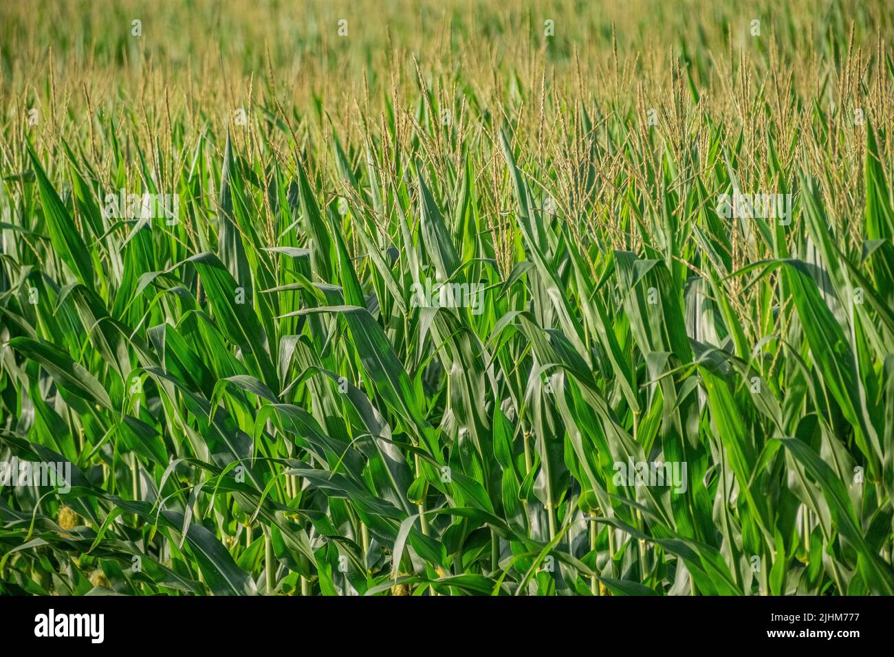 A cornfield in Virginia on a hot summer day at sunset Stock Photo - Alamy