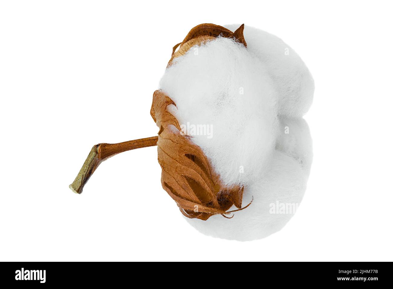 Cotton plant flower isolated on white background with full depth of ...