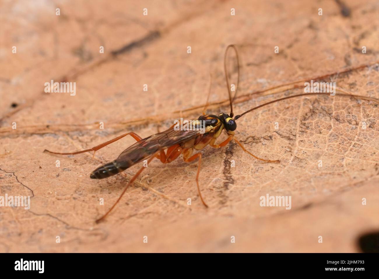 Detailed closeup on the rare ichneumonid wasp, Lissonota pleuralis ...