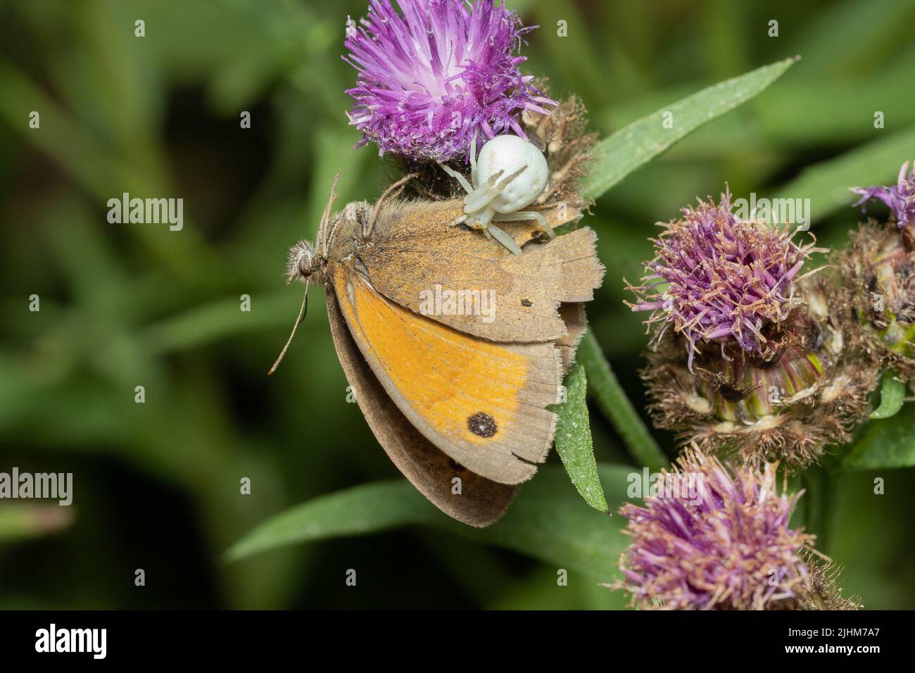 White Crab spider with butterfly prey in it's clutches, UK Stock Photo ...