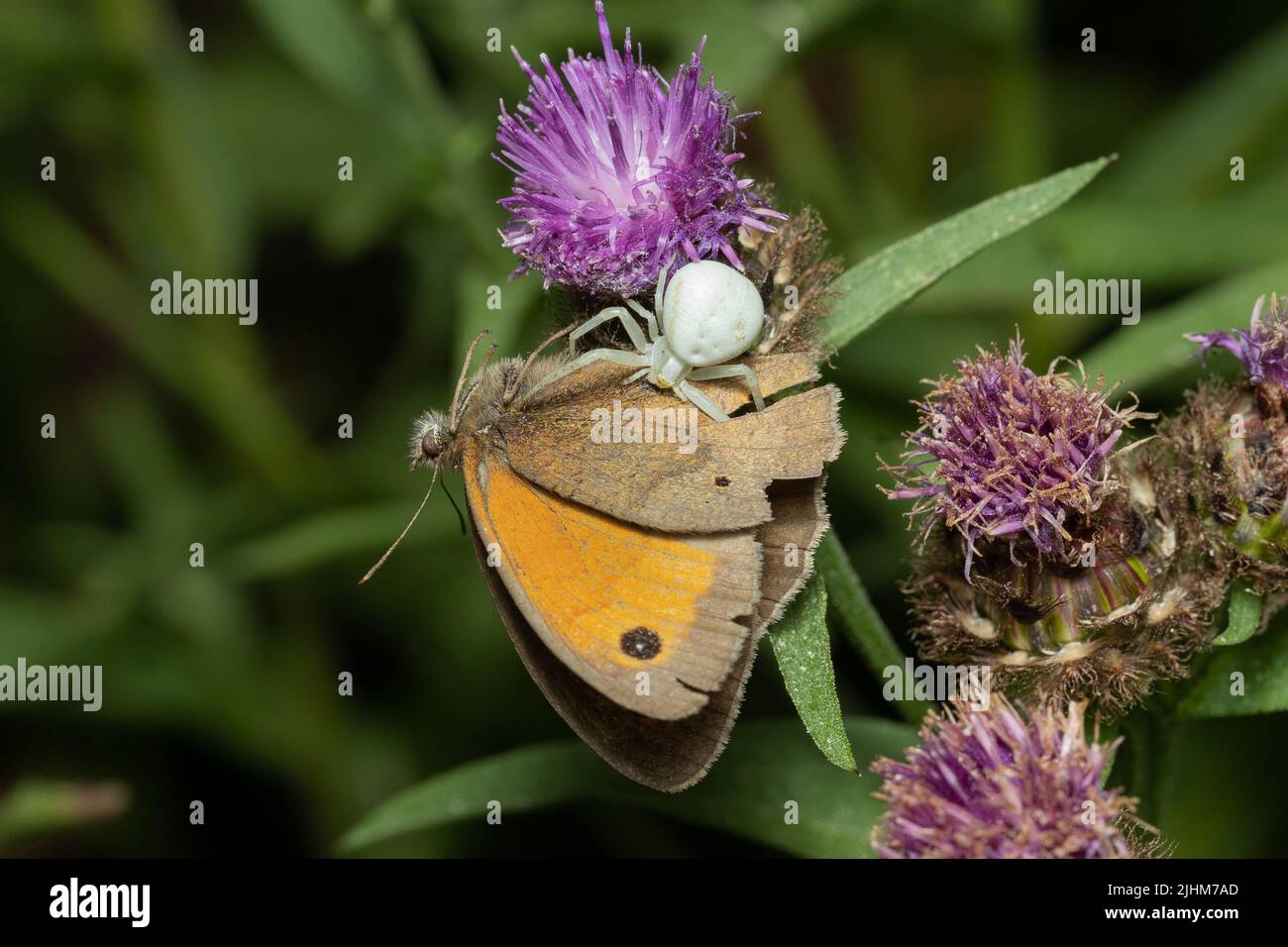 White Crab spider with butterfly prey in it's clutches, UK Stock Photo ...