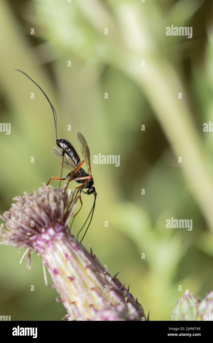 Female Ichneumon Wasp laying eggs in thistle head on a bright evening ...