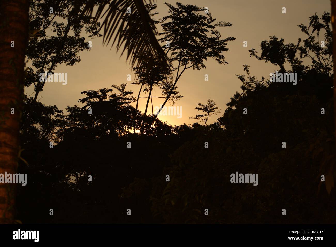 gold moon rise seen through tropical jungle trees and leaves Stock ...