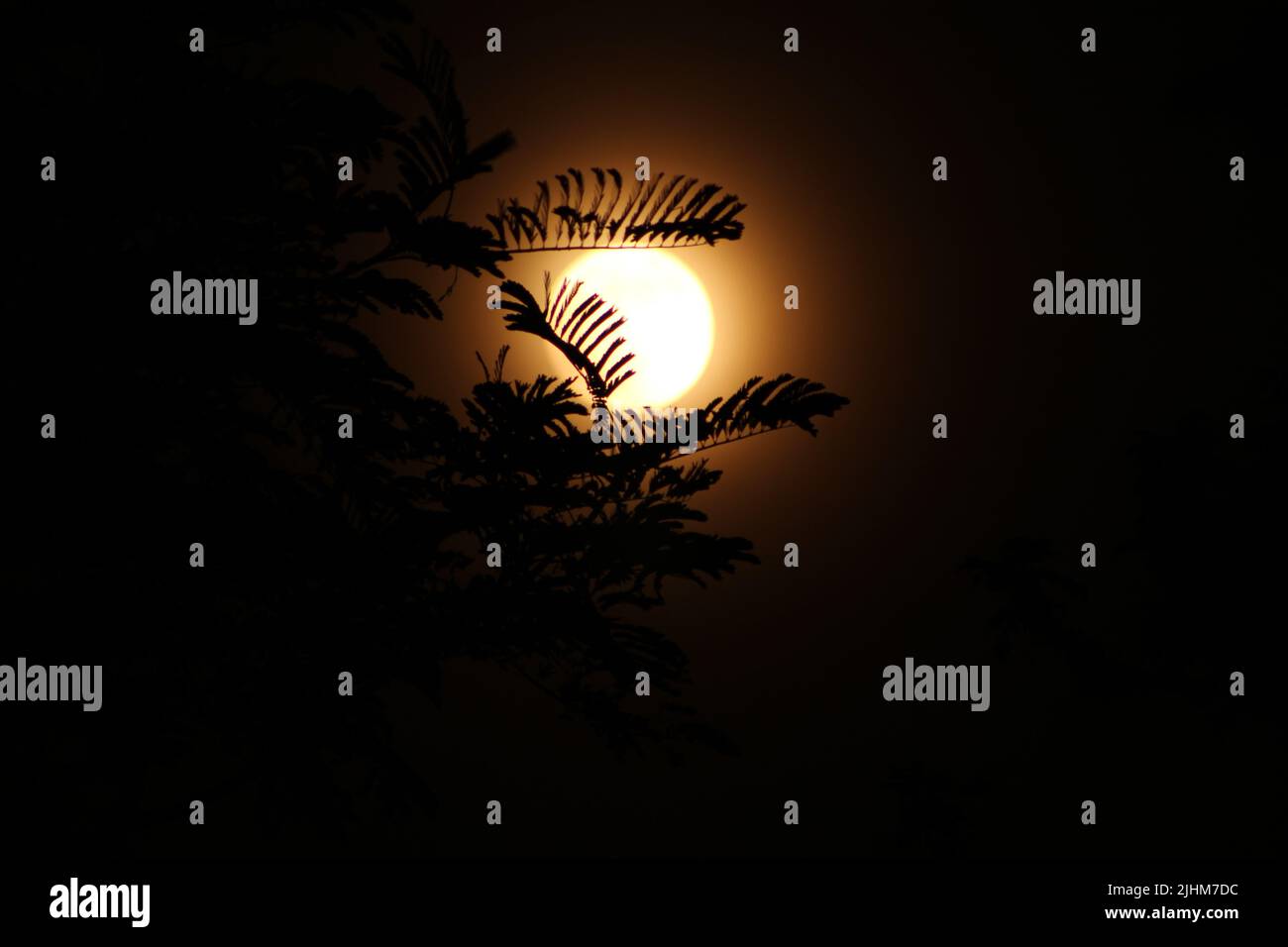 Tropical trees hi-res stock photography and images - Alamy