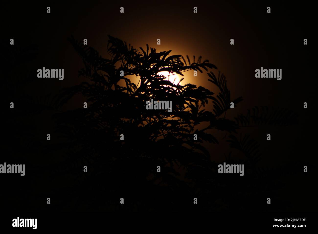 golden orange moon rising and seen glowing through tropical trees and ...