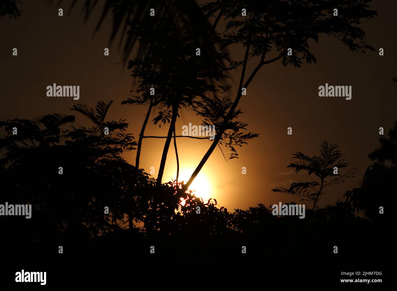 golden orange moon rising and seen through tropical trees on a black ...