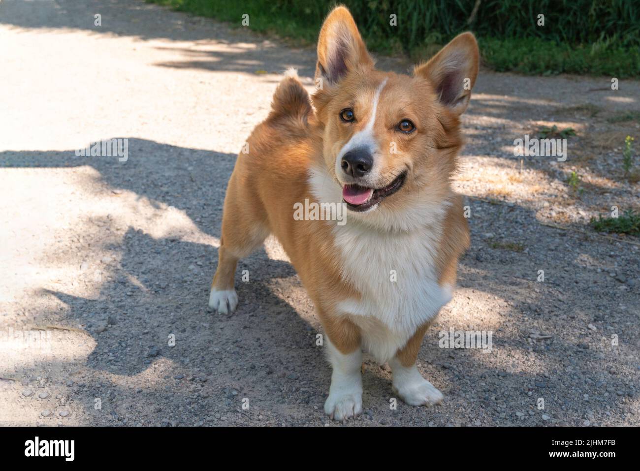 The Pembroke Welsh Corgi is a herding dog breed that originated in ...