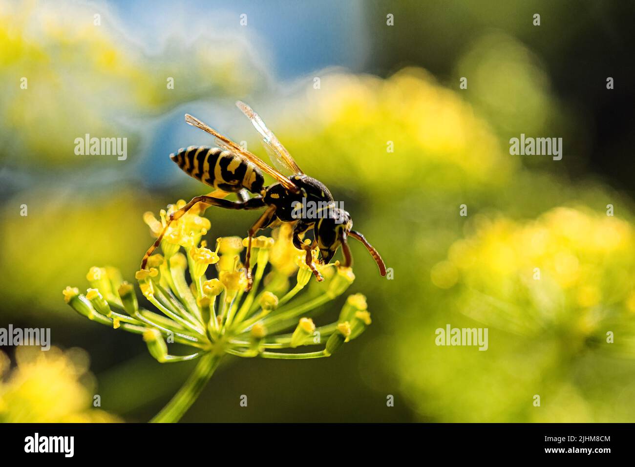 Wasp gathering nectar on a dill flower Stock Photo - Alamy