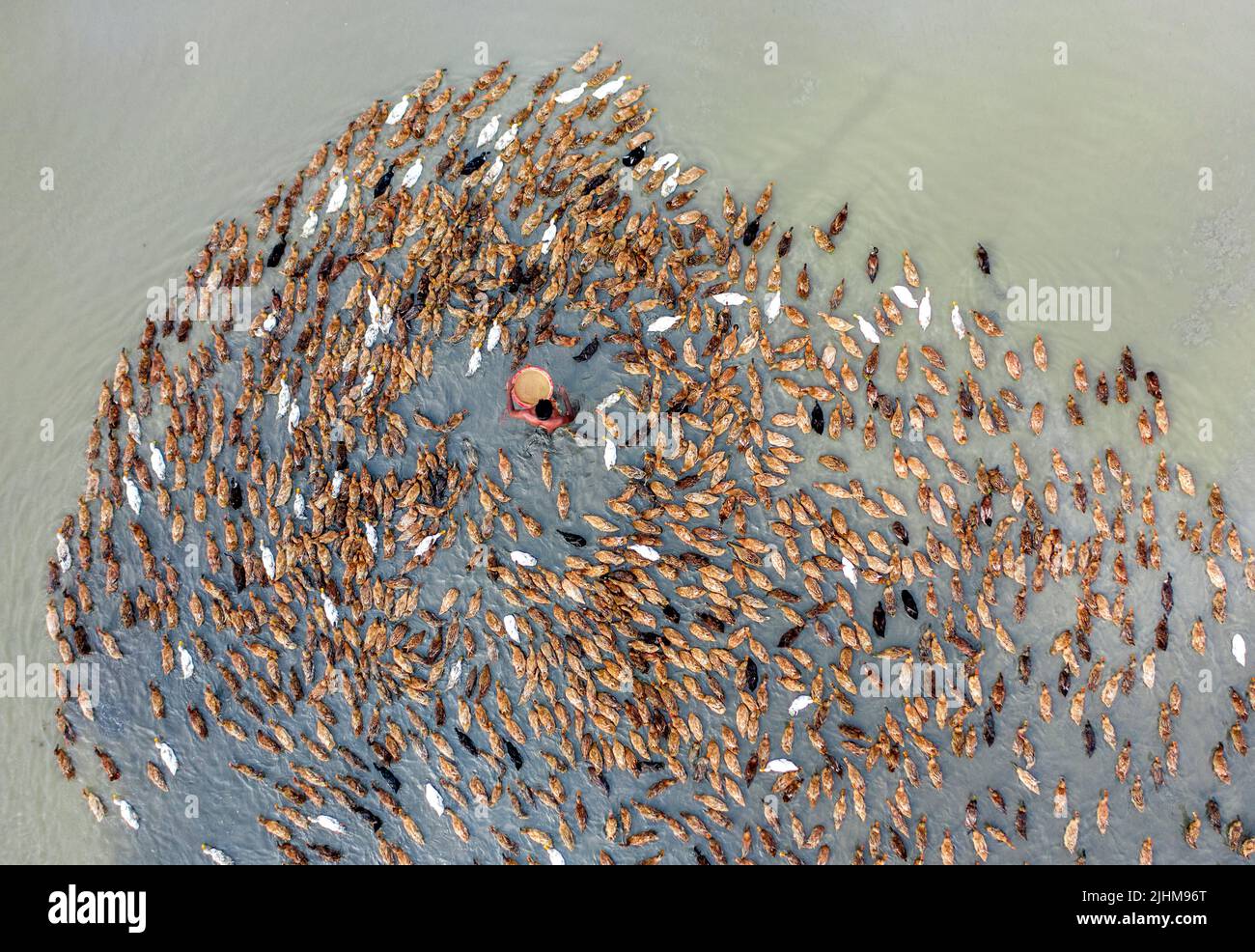 Khaki Campbell ducks rush in circle as workers feed them on a farm ...