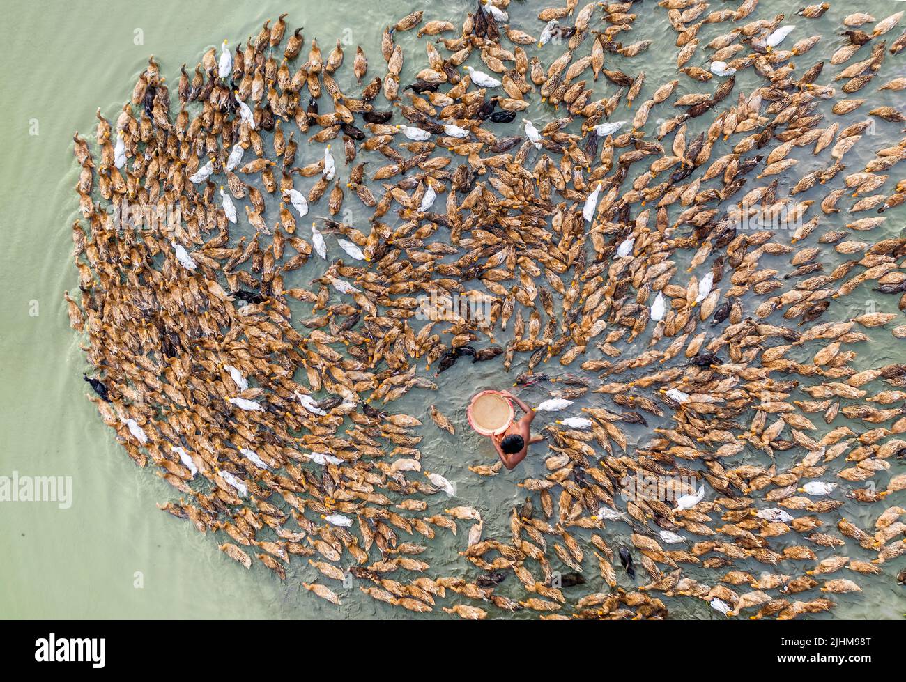 Khaki Campbell ducks rush in circle as workers feed them on a farm ...