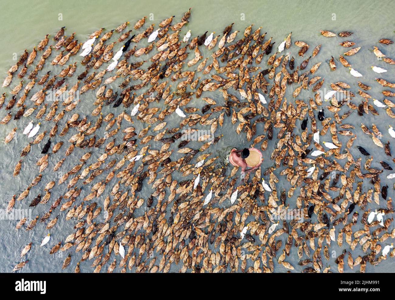 Khaki Campbell ducks rush in circle as workers feed them on a farm ...