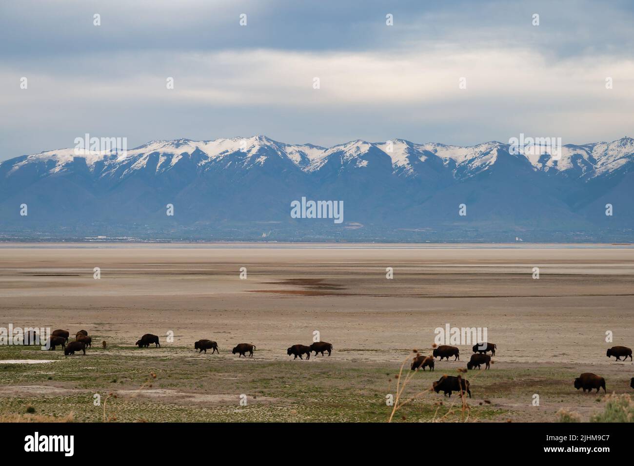A herd of bison roaming the Great Salt Lake of Utah Stock Photo - Alamy