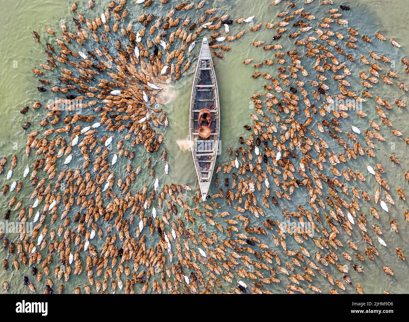 Khaki Campbell ducks rush in circle as workers feed them on a farm, aerial top view. Duck farm ...