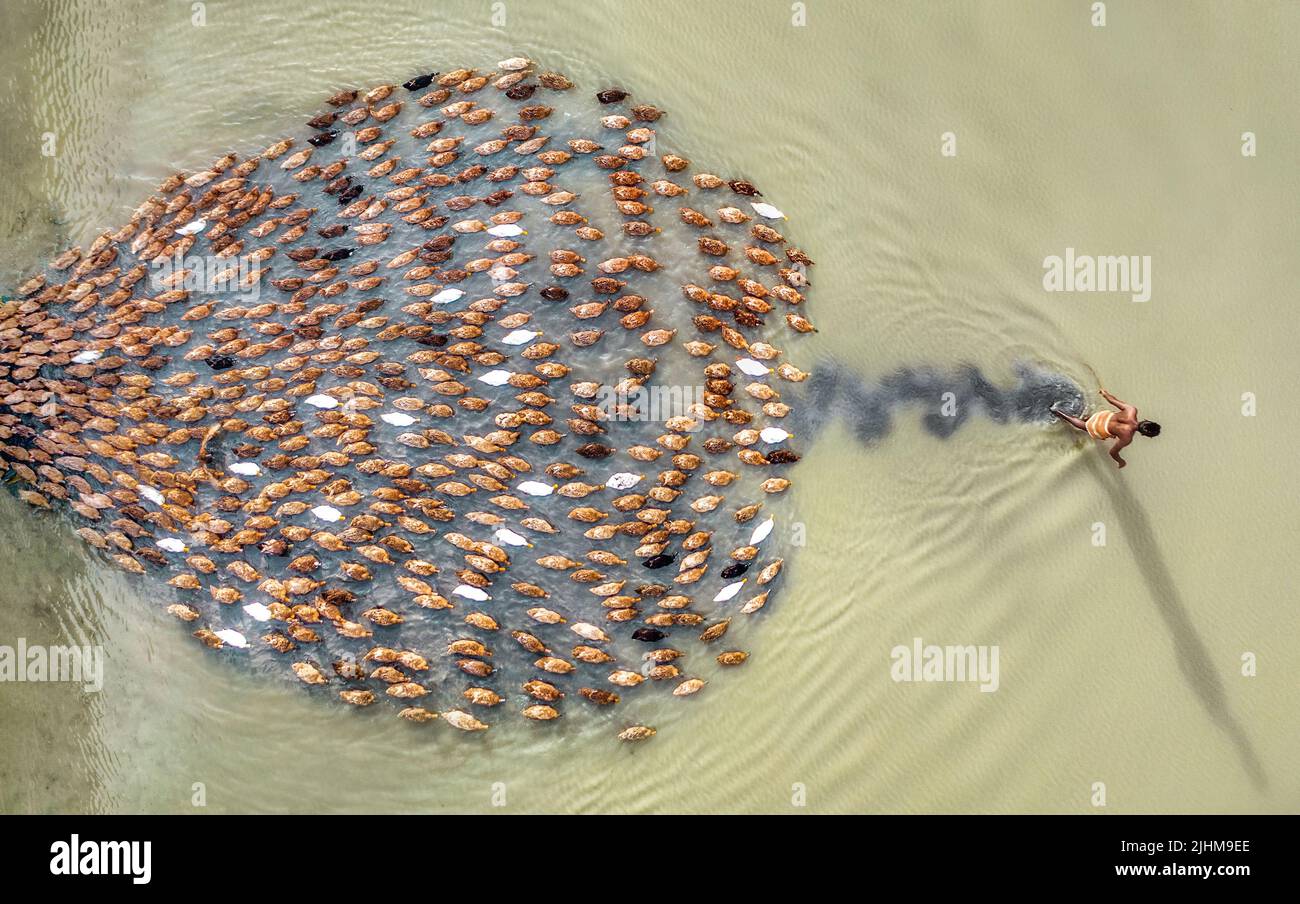 Aerial shot flock waterfowl hi-res stock photography and images - Alamy