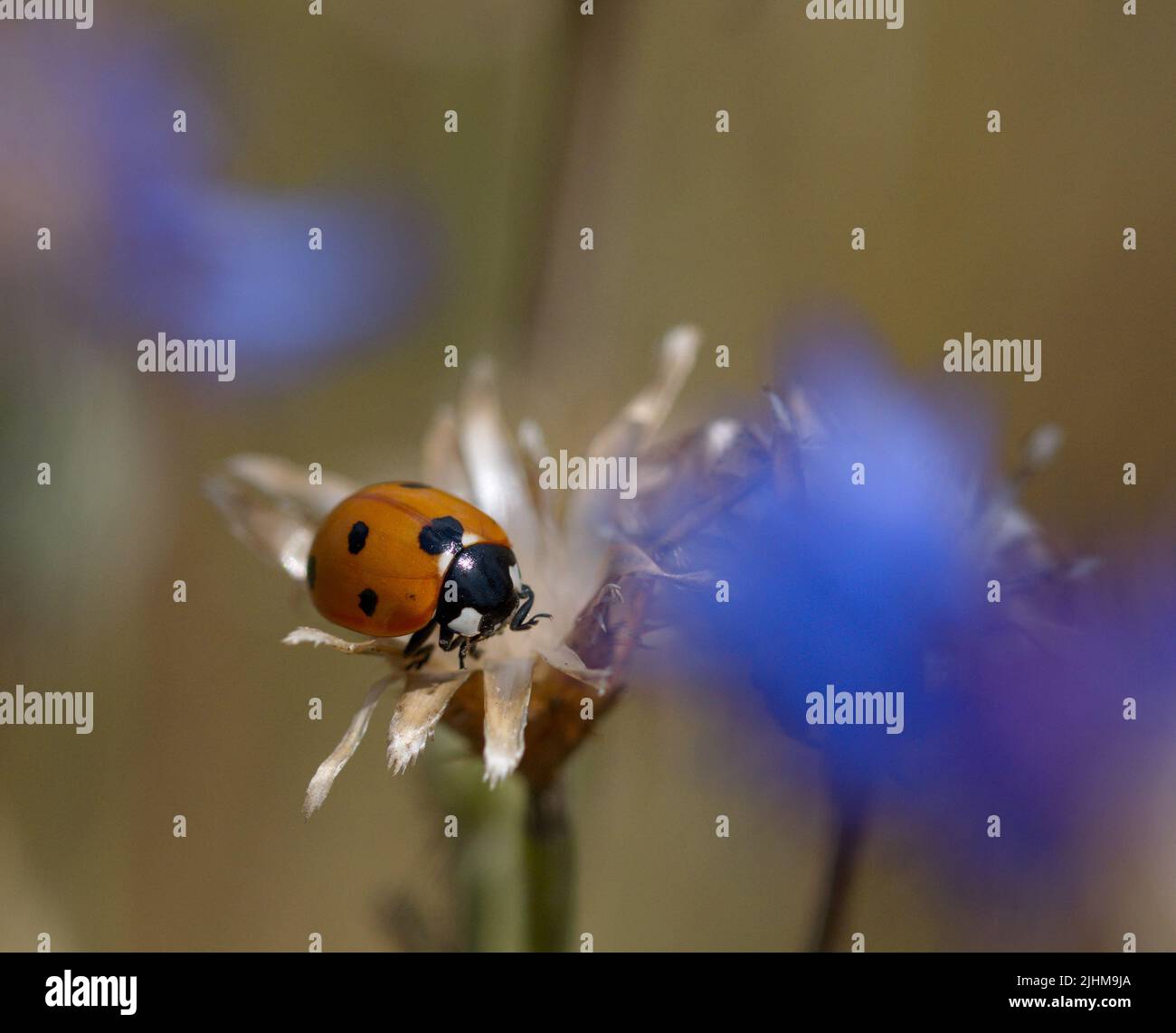Wonder bug hi-res stock photography and images - Alamy