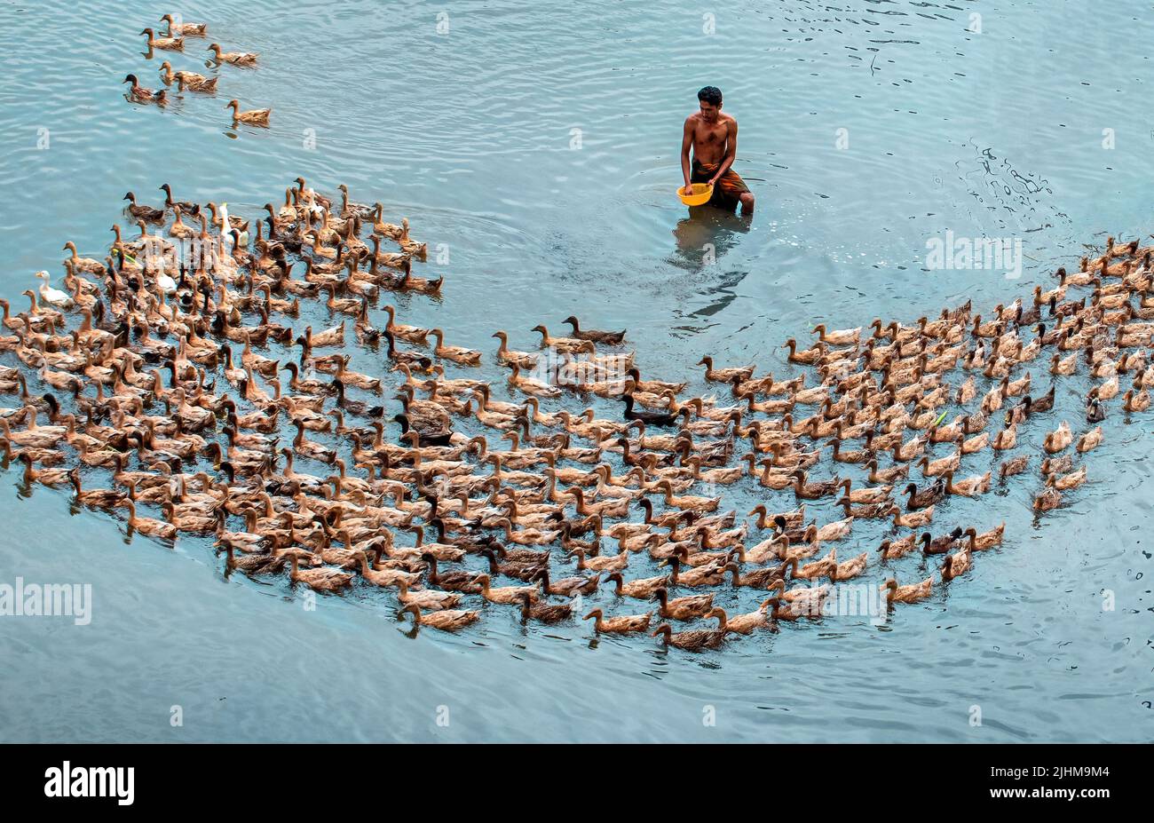 Khaki Campbell ducks rush in circle as workers feed them on a farm ...