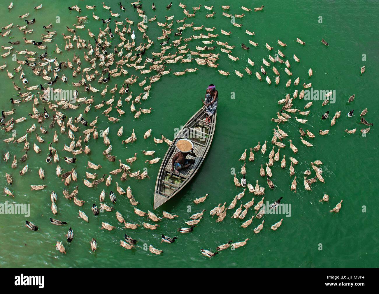 Khaki Campbell ducks rush in circle as workers feed them on a farm ...