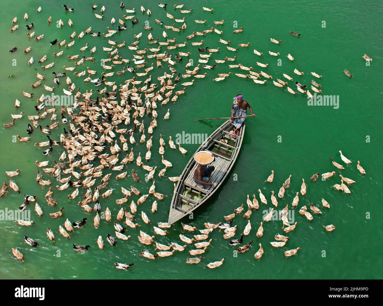 Khaki Campbell ducks rush in circle as workers feed them on a farm ...