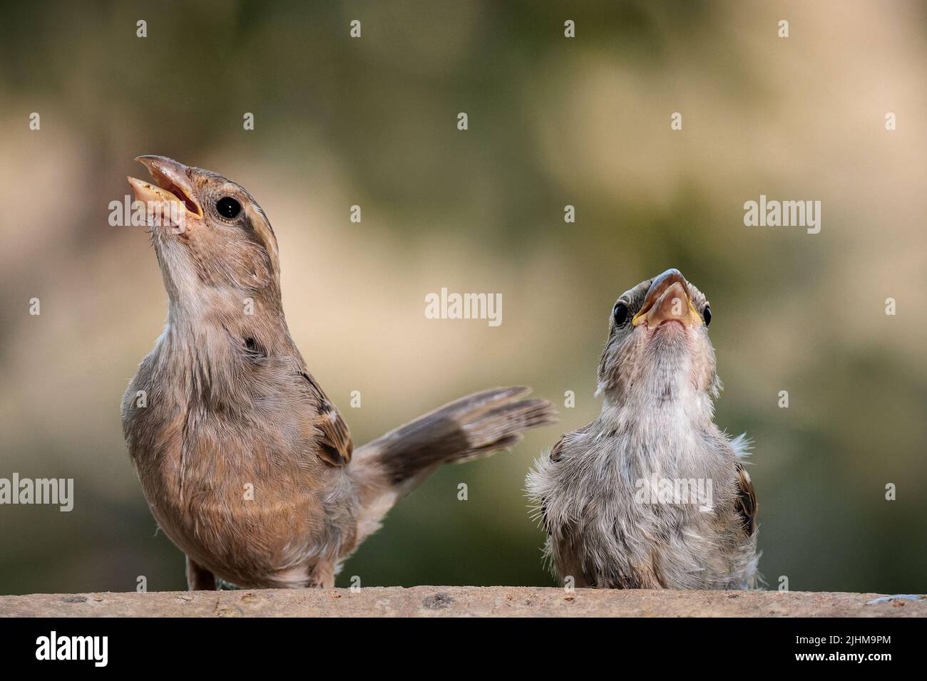 Female House sparrows. (Passer domesticus Stock Photo - Alamy