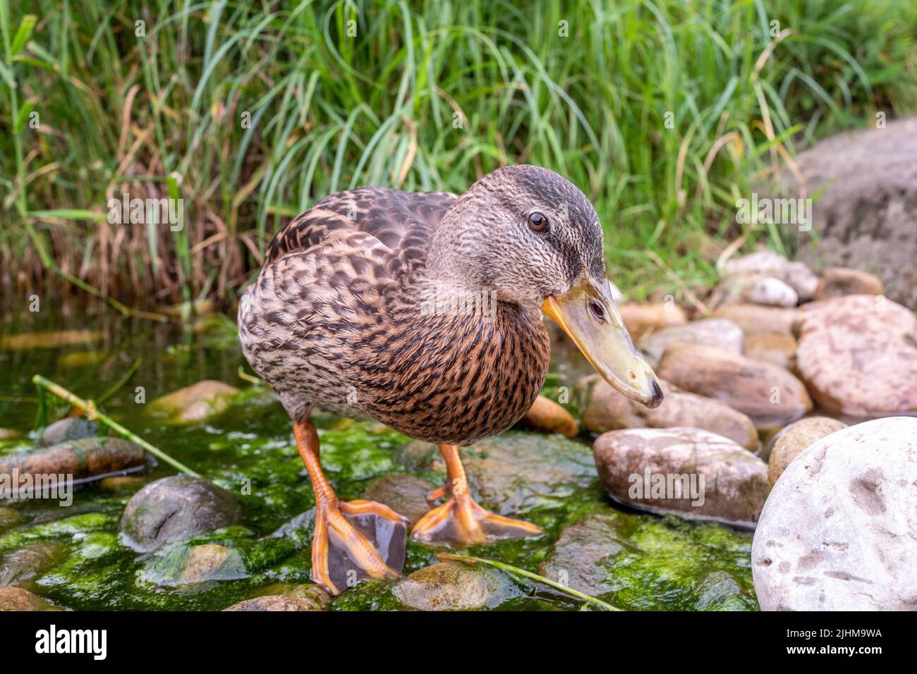 Yorkshire, July 12th 2022: A duck on the River Wharfe by Barden Tower ...