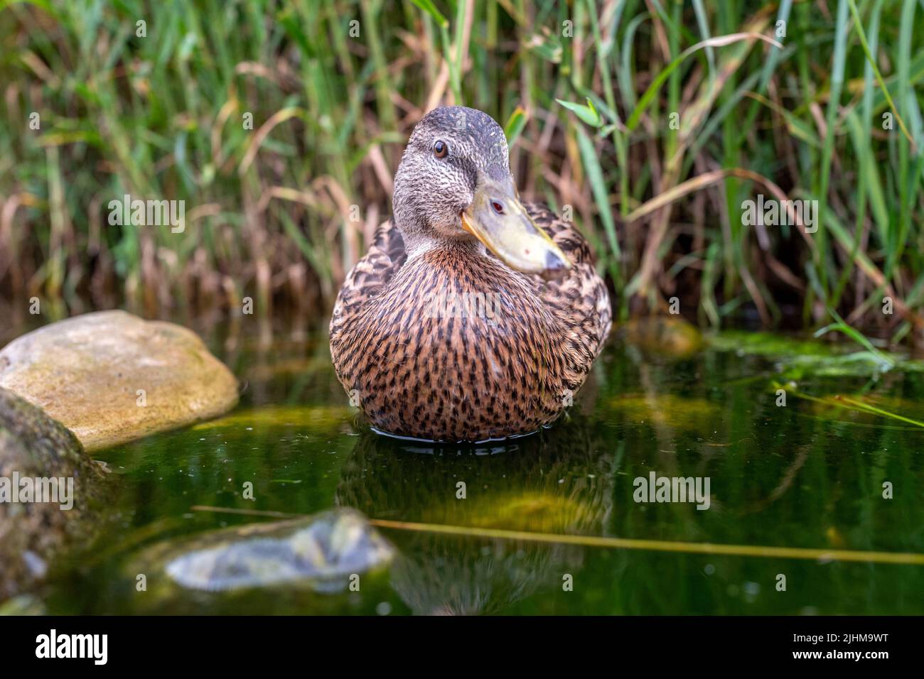 Yorkshire, July 12th 2022: A duck on the River Wharfe by Barden Tower ...