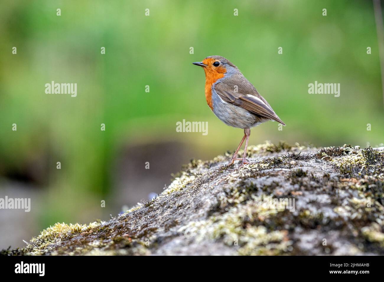 Yorkshire, July 12th 2022: A robin on The Bolton Abbey Aqueduct on the ...