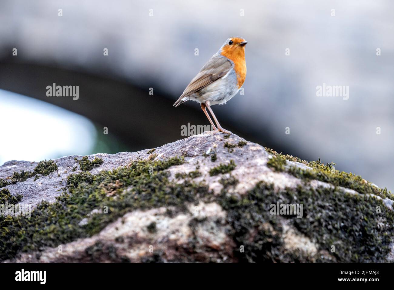 Yorkshire, July 12th 2022: A robin on The Bolton Abbey Aqueduct on the ...