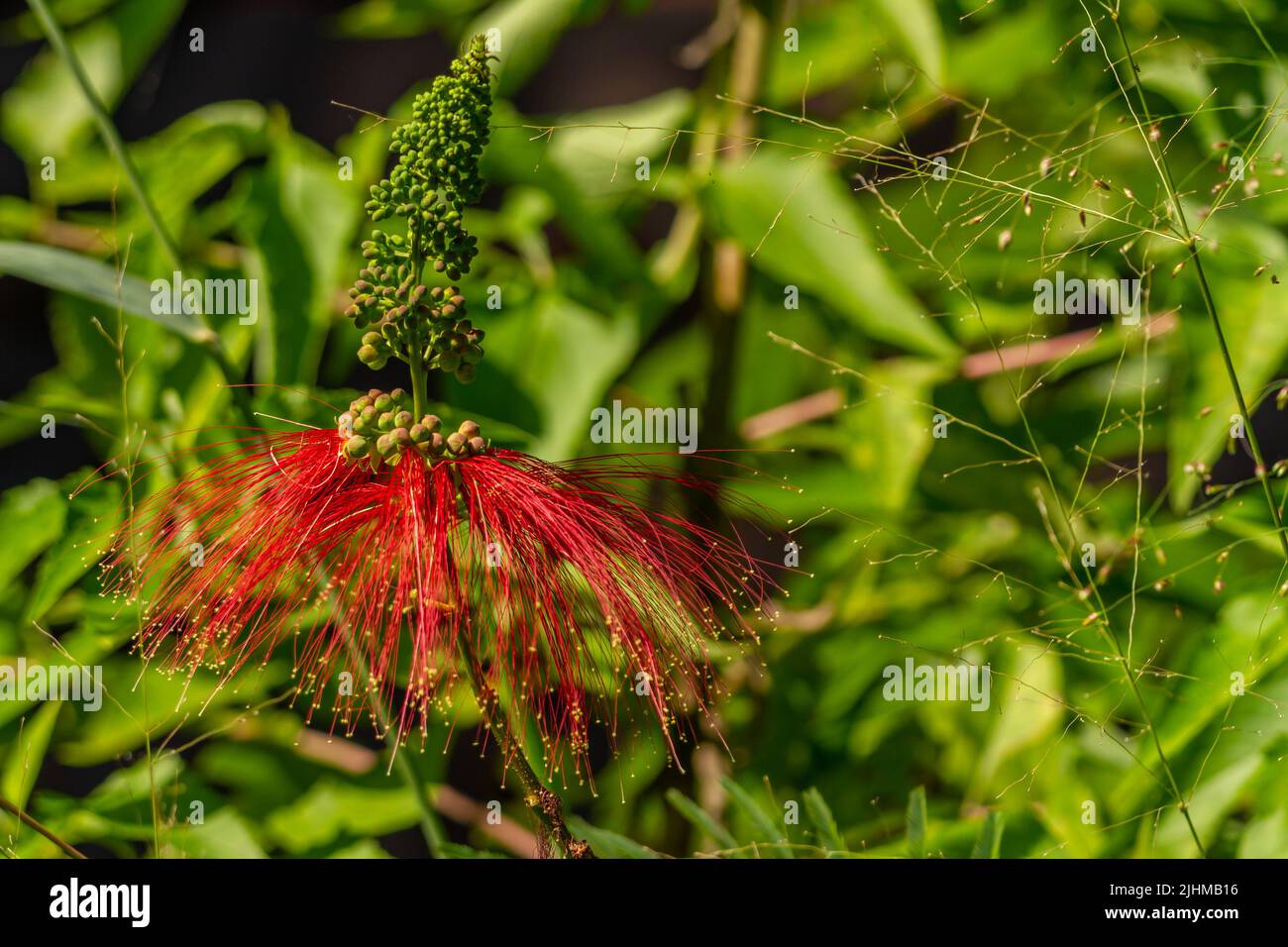 A blooming calliandra flower, the fibrous flower is red, living wild ...