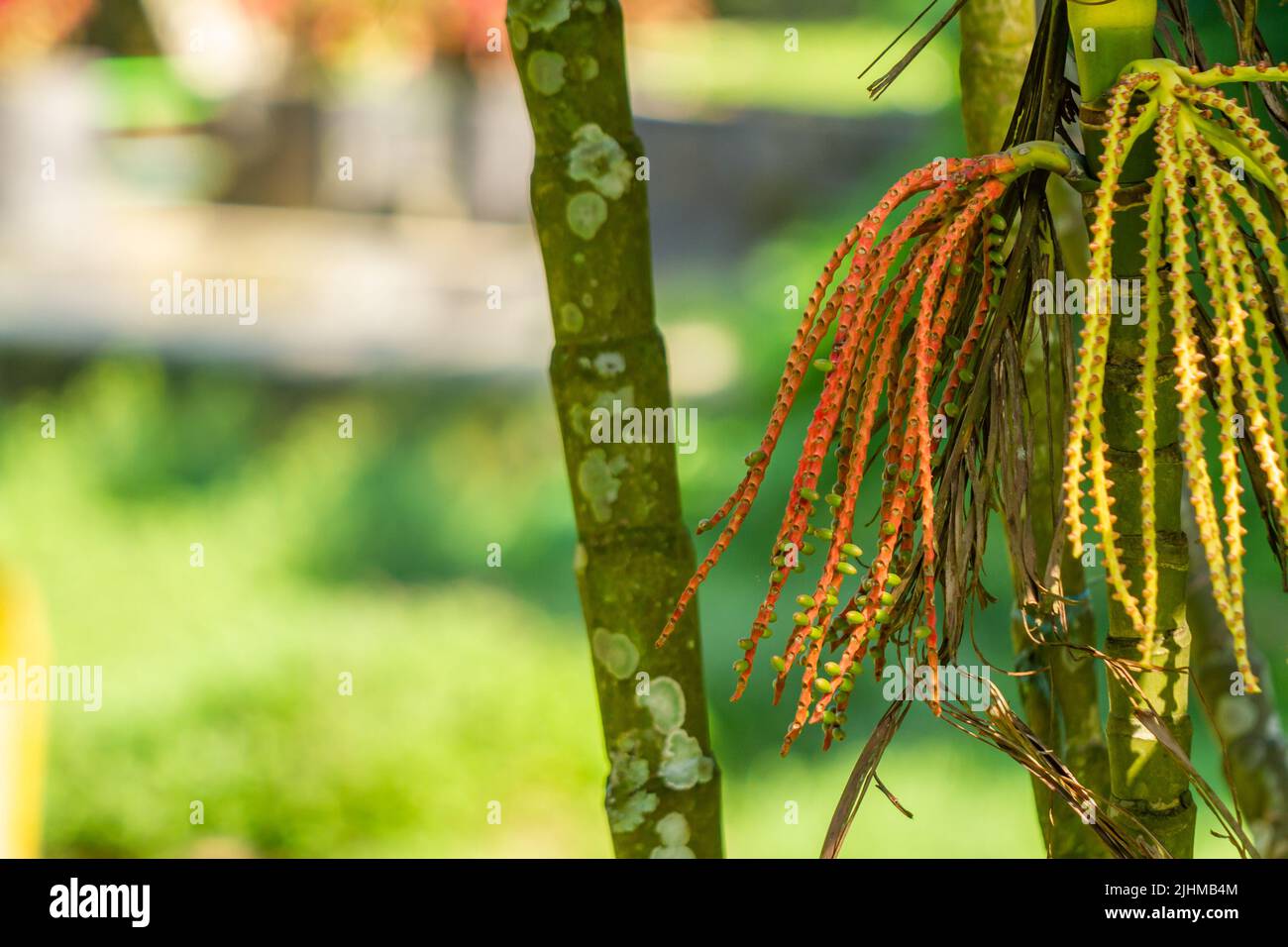 The flowers of the Chamaedorea tepejilote Liebm plant that have fallen ...