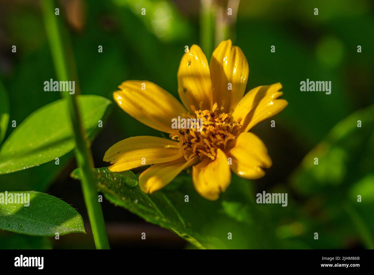 The flower of the creeping buttercup plant in bloom is yellow, the ...