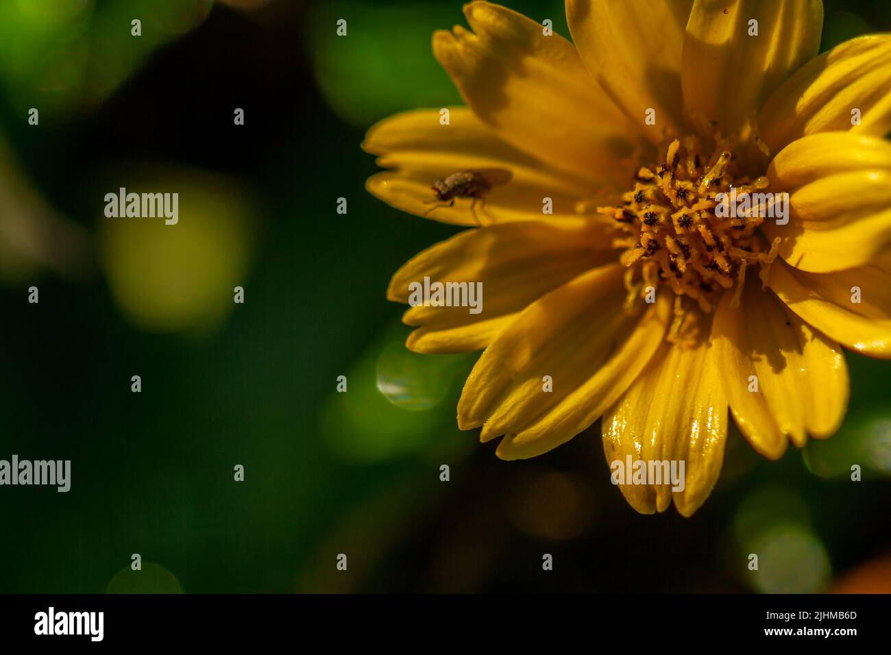 The flower of the creeping buttercup plant in bloom is yellow, the ...