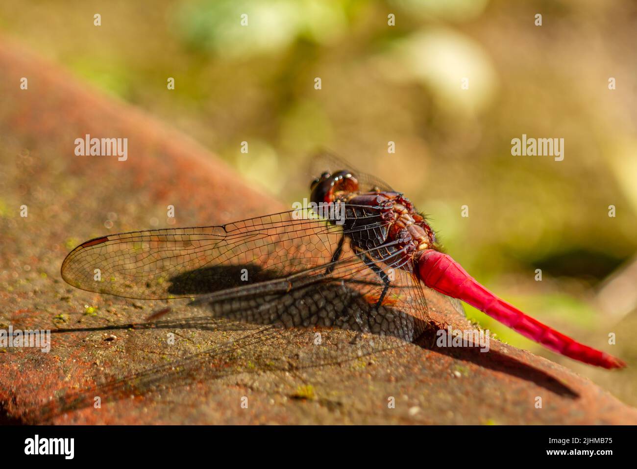A dragonfly perched on a red brick wall, blurred green foliage ...