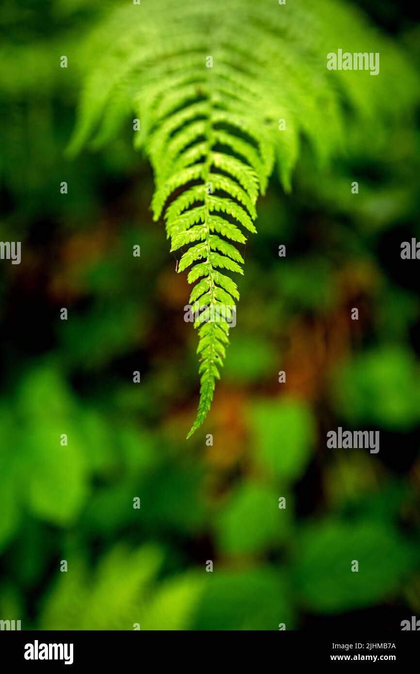 Yorkshire, July 12th 2022: A fern leaf at The River Wharfe by Barden ...