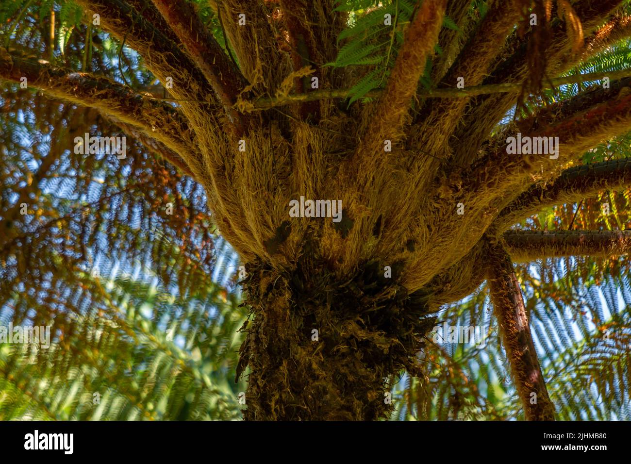 The base of the fern plant leaves are brown and hairy, isolated on a ...