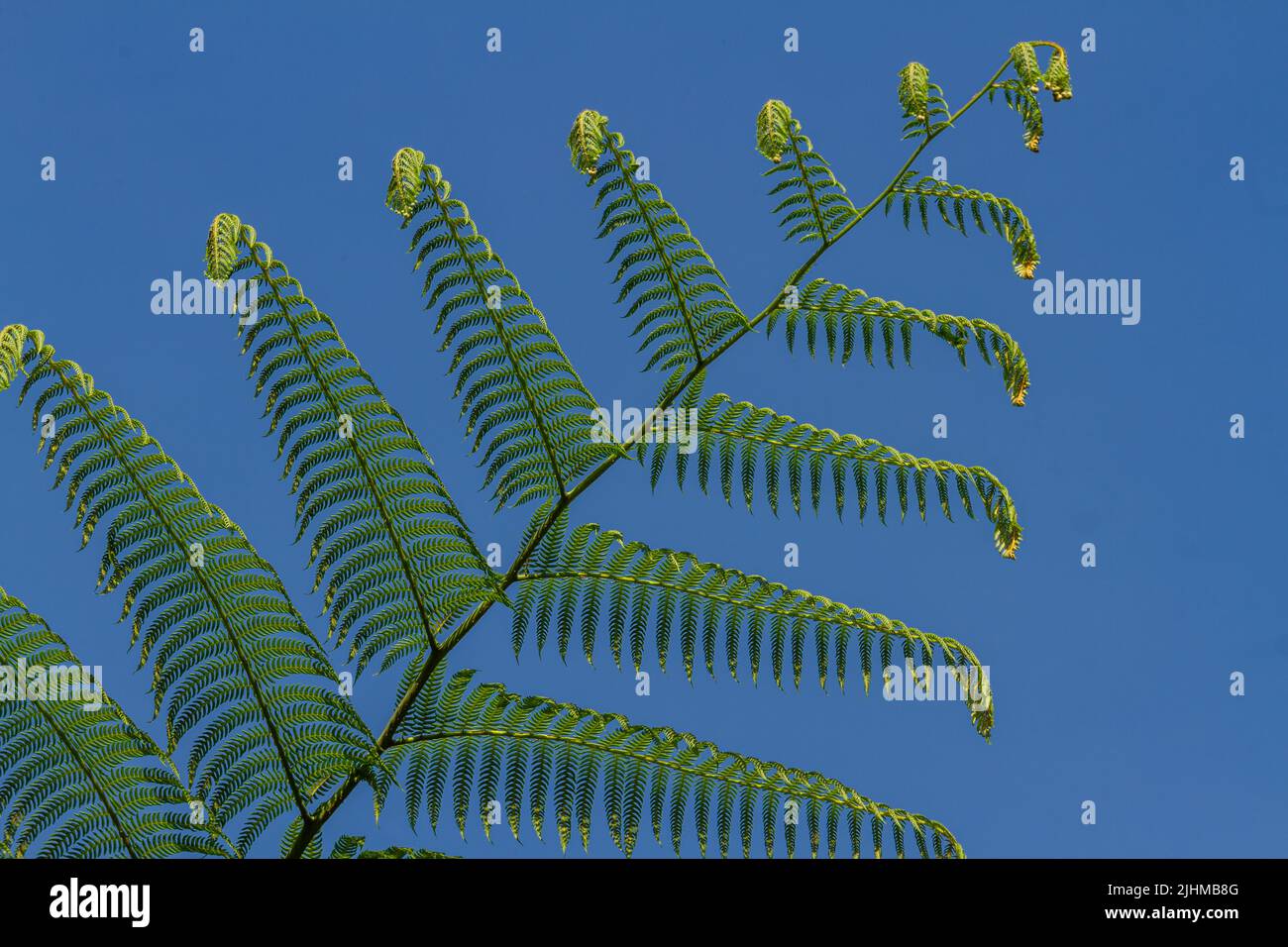 Fresh green fern leaves, isolated on a blurry background, natural ...